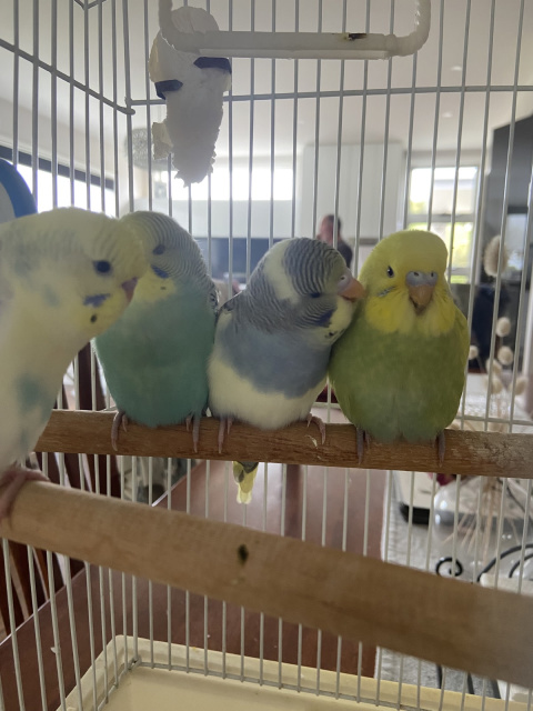 Baby Budgies 5 weeks old- friendly and beautiful | Birds | Gumtree ...