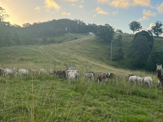 Livestock- Self shedding sheep | Livestock | Gumtree Australia Greater ...