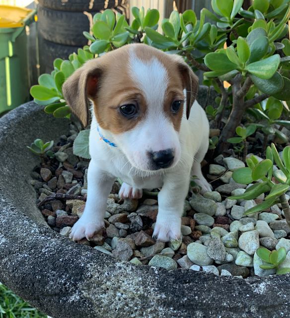 🎉 Adorable Purebred Stumpy Jack Russell Puppies | Dogs & Puppies ...