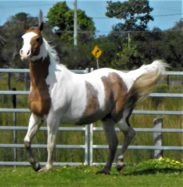 Two Beautiful Mares | Horses & Ponies | Gumtree Australia Port Stephens ...