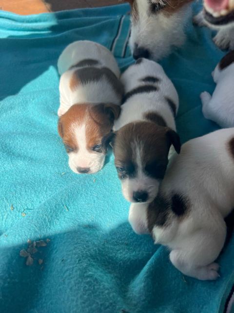 Long hair, stumpy Jack Russell puppies | Dogs & Puppies | Gumtree ...