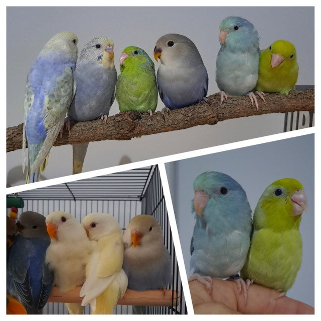 Hand raised and very tame sexed Parrotlets, budgies & lovebirds | Birds ...