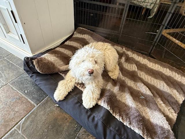 Bordoodle Puppy 9 months old female MISSY | Dogs & Puppies | Gumtree Australia Charles Sturt ...