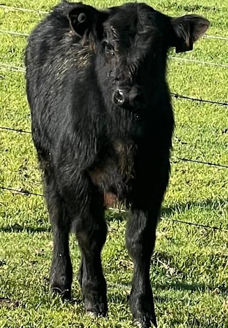 PURE ANGUS HEIFER CALVES | Livestock | Gumtree Australia Cardinia Area ...