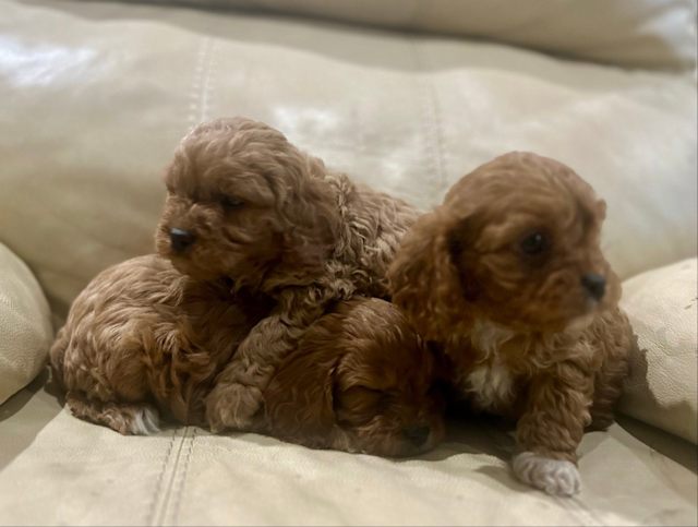 Gorgeous Red Cavoodle Puppies 🩷💙 | Dogs & Puppies | Gumtree Australia ...