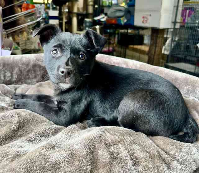 Purebred Kelpie Puppies | Dogs & Puppies | Gumtree Australia Orange ...