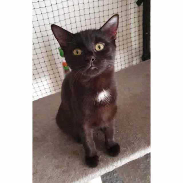 8813 : Magnolia - CAT for ADOPTION - Vet Work Included | Cats & Kittens ...