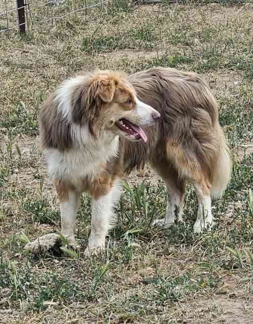 BORDER COLLIE PURE BRED DNA CLEAR | Dogs & Puppies | Gumtree Australia ...