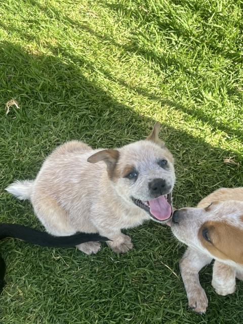 Stumpy tail pups | Dogs & Puppies | Gumtree Australia Guyra Area ...