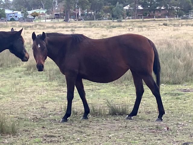 ASH Package Deal - Acres Destiny/Soda Justice Broodmare | Horses ...