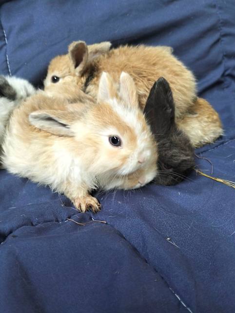Beautiful blue eyed Mini lop babies | Rabbits | Gumtree Australia ...