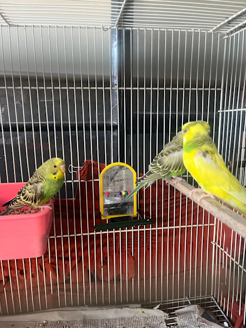 Young tame budgies | Birds | Gumtree Australia Salisbury Area ...