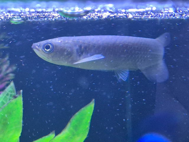 QLD Saratoga 8cm | Fish | Gumtree Australia Eastern Suburbs - Edgecliff ...