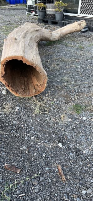 Hollow log beautiful piece | Miscellaneous Goods | Gumtree Australia ...