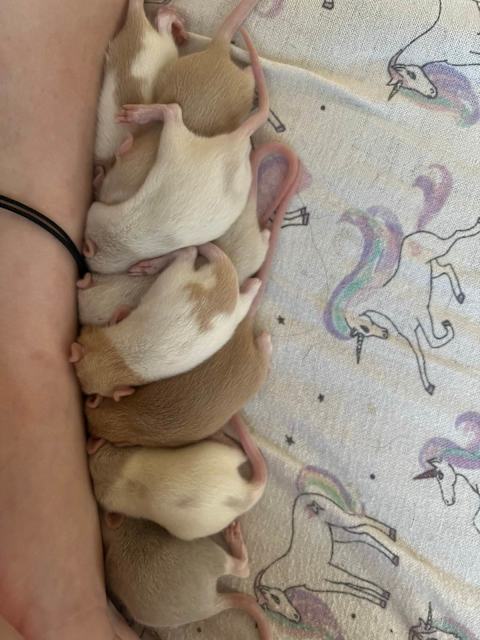 Fancy Pet Rats for Sale | Other Pets | Gumtree Australia Somerset Area ...