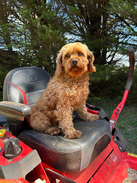 Ruby- Female Mini Cavoodle | Dogs & Puppies | Gumtree Australia ...