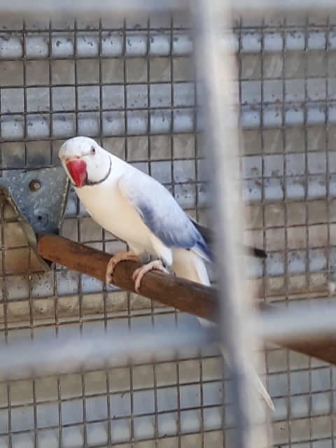 Opaline Indian Ringnecks | Birds | Gumtree Australia Adelaide City ...