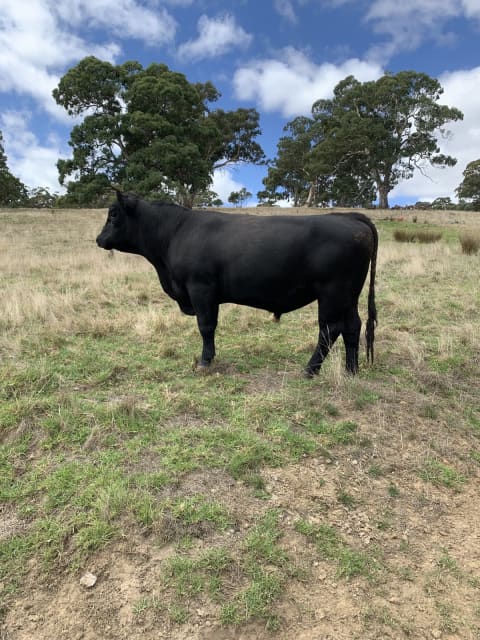 Angus Bull Available - S124 | Livestock | Gumtree Australia Mount Barker Area - Macclesfield ...