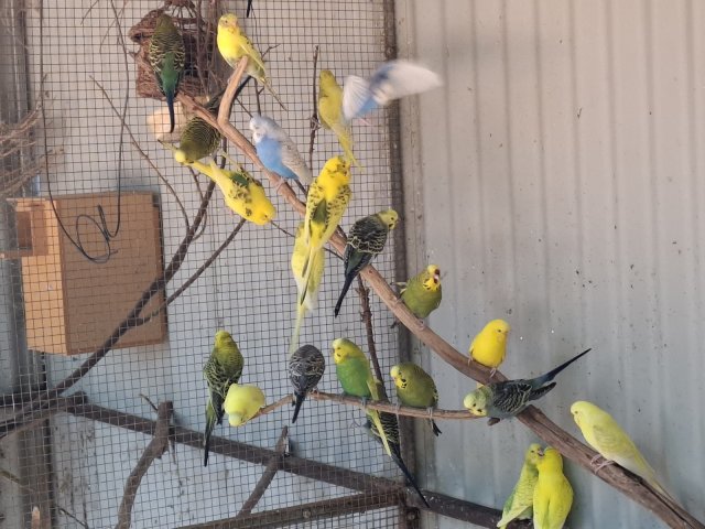 budgerigars aviary birds pets princess parrots | Birds | Gumtree ...