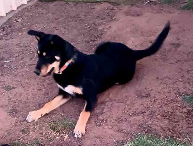 Beautiful Kelpie x Husky Male needs loving home | Dogs & Puppies ...