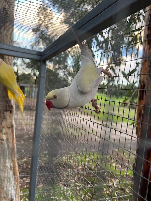 Indian ringneck pair & Nest box | Birds | Gumtree Australia Serpentine ...