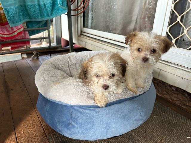 Adorable fluffy puppies | Dogs & Puppies | Gumtree Australia South ...