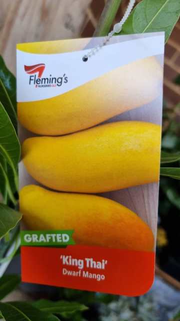 dwarf grafted mango tree- Noble Park VIC - Plants in Noble Park VIC ...