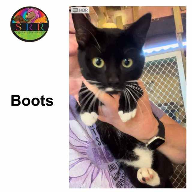 Boots - Soquilichi Rescue Ranch | Cats & Kittens | Gumtree Australia ...