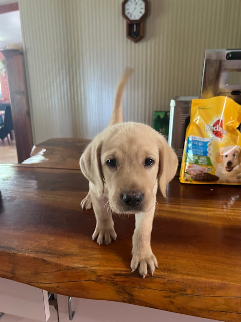 Labrador Puppy | Dogs & Puppies | Gumtree Australia Northern Territory - Darwin Region | 1333294239