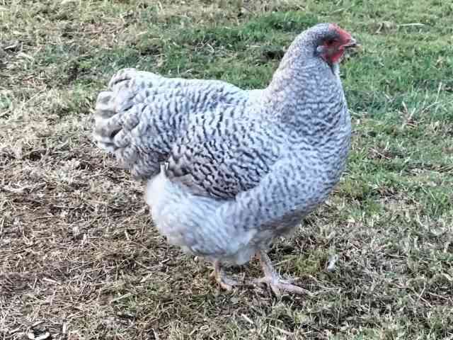Buff OrpingtonDucks/ Indian Runner Ducks/Cuckoo Orpington Pullets ...