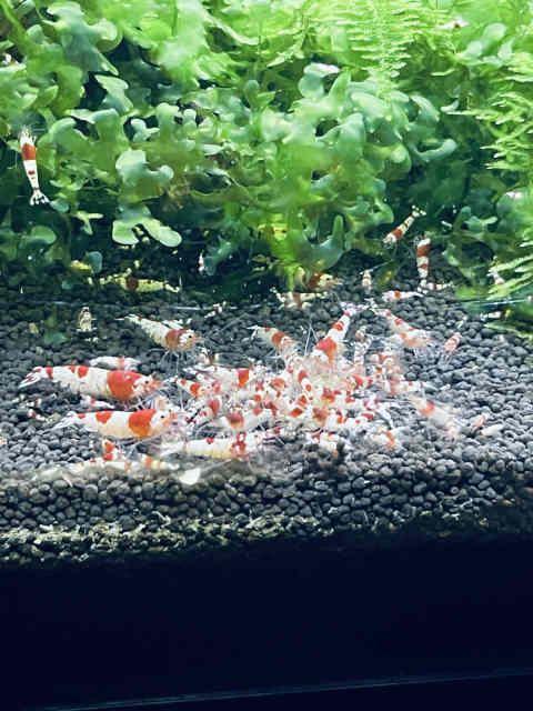 Crystal Red Shrimp CRS ️🤍 ️ | Fish | Gumtree Australia Auburn Area ...