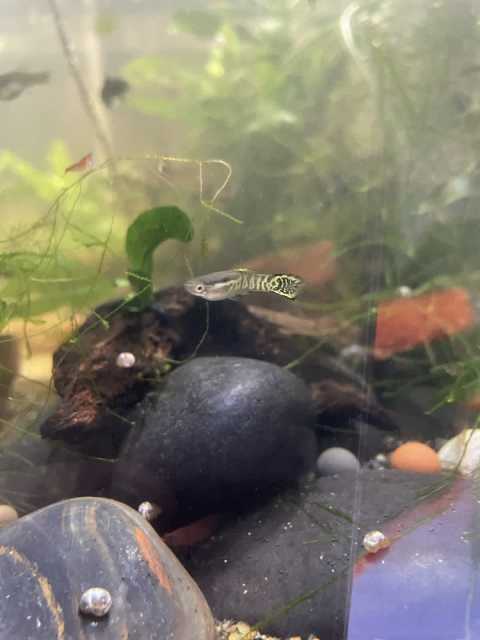 Red cherry shrimps, corydoras, endler guppies, snails, aquatic plants ...