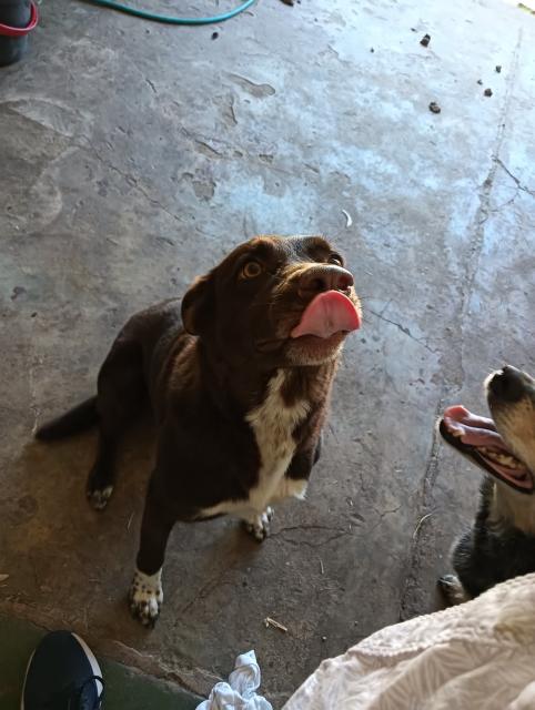 Keplie/koolie needs a new hone | Dogs & Puppies | Gumtree Australia ...