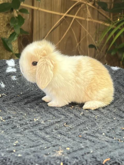 Mini lop Female bunnies | Rabbits | Gumtree Australia Wyndham Area ...