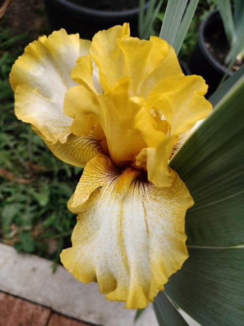 1 pot Bearded Iris Light Beam / no offers - Plants in Roselands NSW ...