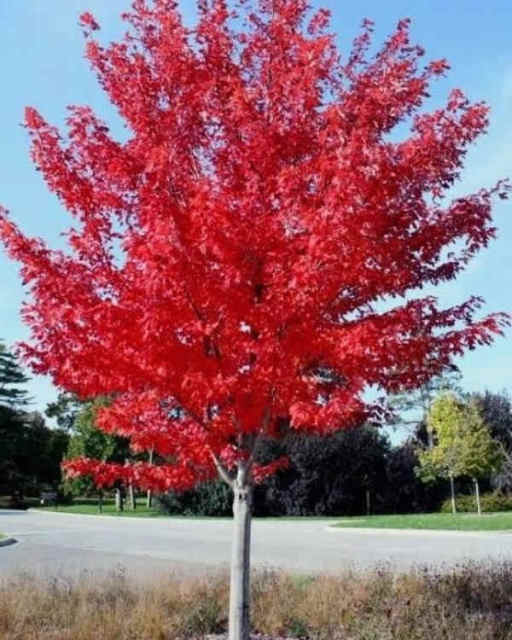 Canadian Maples Acer x freemanii Jeffersred Lipstick Maples - Plants in ...