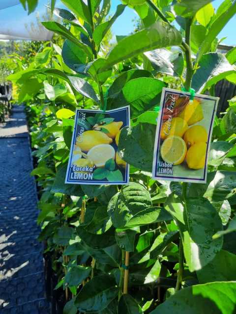 Citrus trees - Plants in Upper Orara NSW | Gumtree Australia
