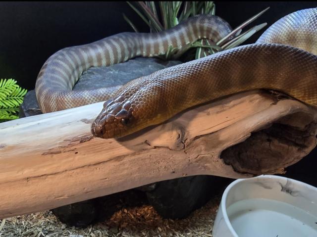 2 year old Woma python | Reptiles & Amphibians | Gumtree Australia Baw ...