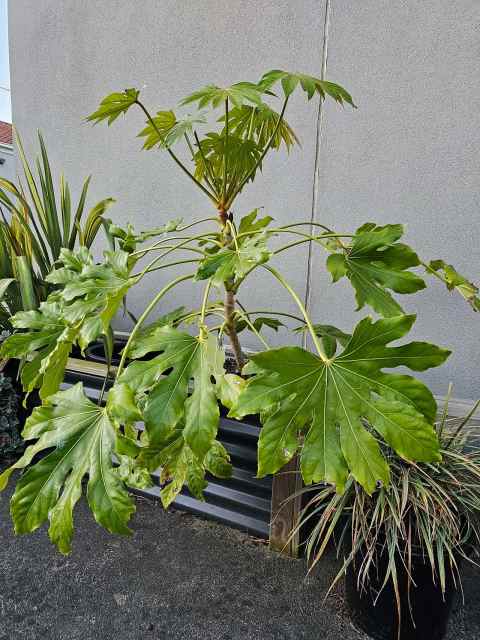Fatsia Japonica Plant - lots of new growth - indoor/outdoor - Plants in ...