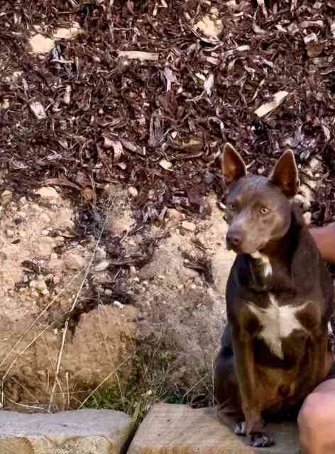 Purebred Kelpie Male | Dogs & Puppies | Gumtree Australia Southern ...