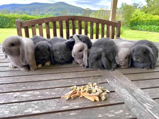 Stunning Pure Bred Mini Lop Bunny Rabbits | Rabbits | Gumtree Australia ...