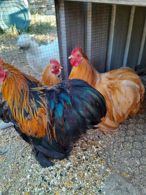 Freebies available - Miscellaneous Goods in Bega NSW | Gumtree Australia