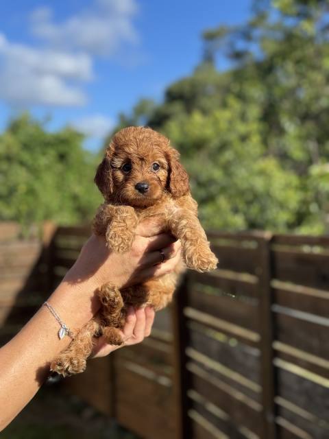 Delightful F1 Ruby Cavoodle Puppies | Dogs & Puppies | Gumtree Australia Gold Coast North ...