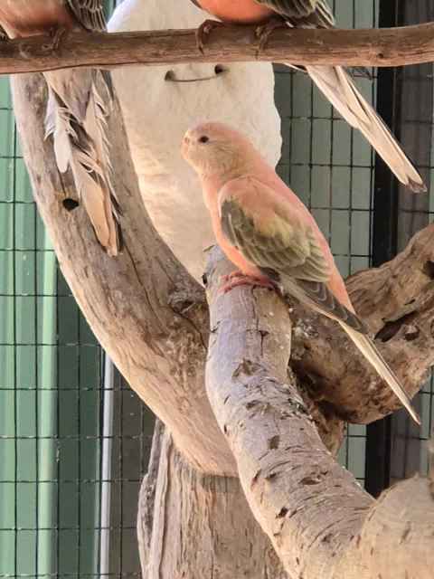 Young Bourkes unsexed | Birds | Gumtree Australia Mundaring Area ...