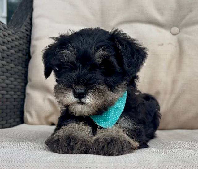 Purebred Miniature Schnauzer Puppies! | Dogs & Puppies | Gumtree ...