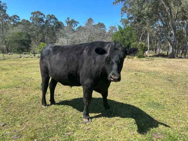 Angus x Steer | Livestock | Gumtree Australia Hawkesbury Area - Windsor ...