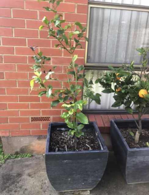 Dwarf Lemon Tree (Pot NOT included) - Plants in Westbourne Park SA ...