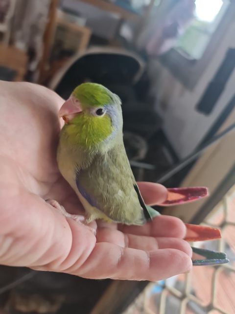 Handraised parrotlet babies | Birds | Gumtree Australia Ipswich South ...
