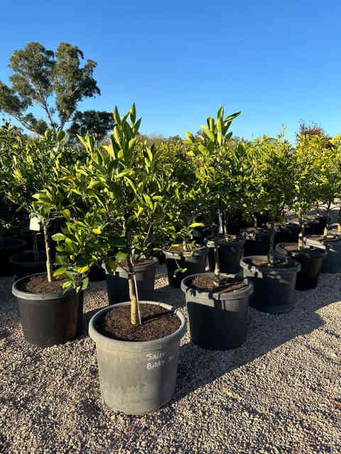Washington Navel Orange Trees in 500mm pots - Plants in Camden South ...