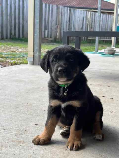 Labrador x German Shepherd pups for sale! | Dogs & Puppies | Gumtree ...